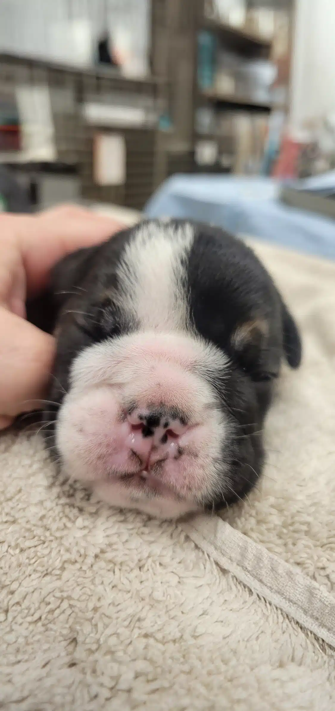 Pet Reproduction | Animal Hospital of Fort Lauderdale, FL